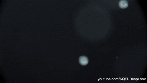 Aquatic Biology GIFs - Get the best GIF on GIPHY