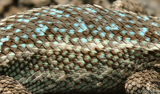 Scales GIFs - Find & Share on GIPHY