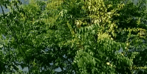 Chinese-flame-tree GIFs - Get the best GIF on GIPHY