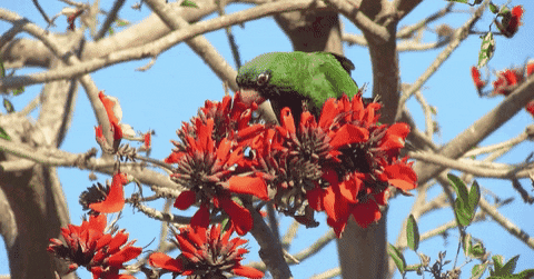 South African Coral Tree GIFs - Get the best GIF on GIPHY