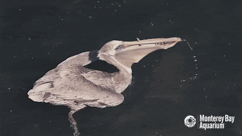 Pelican-fishing GIFs - Get the best GIF on GIPHY