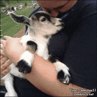 Baby Goat Gif