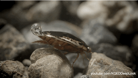 GIF by KQEDScience - Find & Share on GIPHY