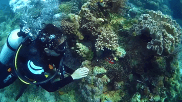 Clown Fish GIFs - Find & Share on GIPHY
