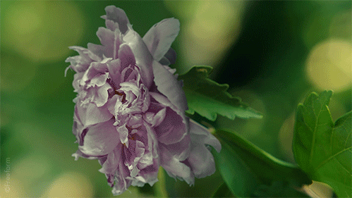 Wilting Flower Gif