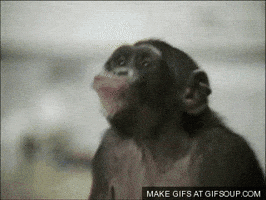 Monkey Funny GIFs - Find & Share on GIPHY