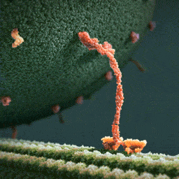 Motor Protein GIFs - Get the best GIF on GIPHY