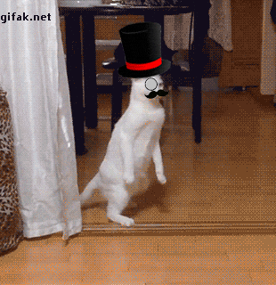 Fancy Cat GIFs - Find & Share on GIPHY
