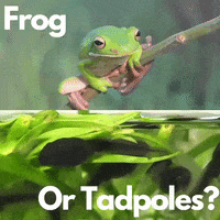 Frog Eating Frog Gif
