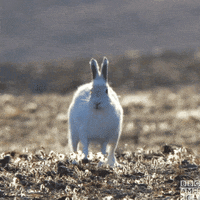 Bunny Hopping Animated Gif