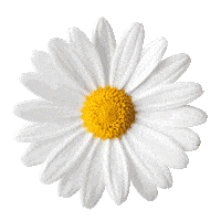 Flower Blooming Gif Transparent