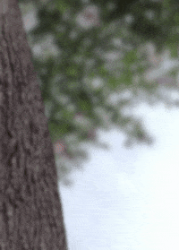 Gif De Lurker I've Decided My Time As A Lurker Is Over. Engulf Me.