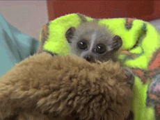 New trending GIF tagged animals nature baby wildlife… | Trending Gifs