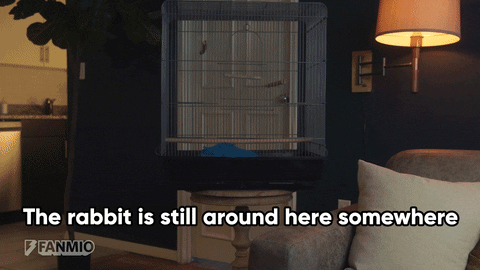 Monty Python And The Holy Grail Bunny Gif