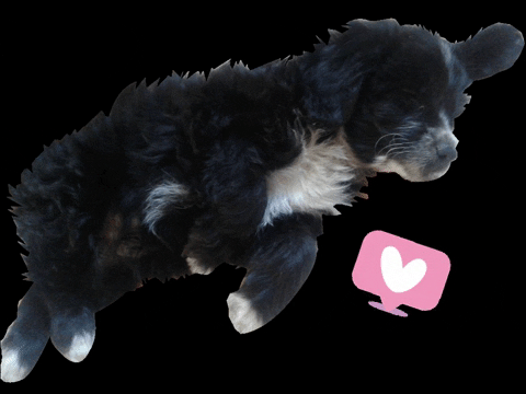 Dog Sleep GIF by heyencadaetapa - Find & Share on GIPHY