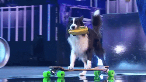 Skating Dog GIFs - Get the best GIF on GIPHY