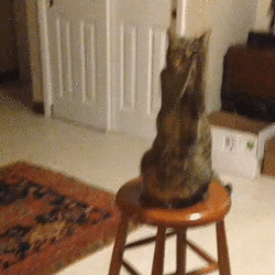 Cat Clap GIFs - Get the best GIF on GIPHY