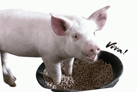 Farm Animals Pig GIF by Viva!'s Vegan Recipe Club - Find & Share on GIPHY