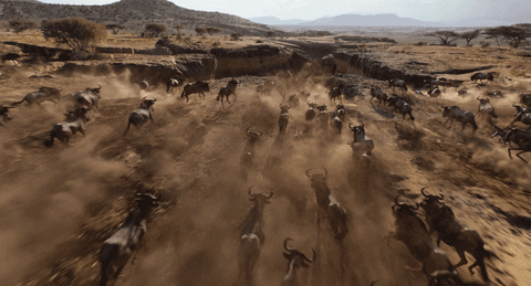 Lion King Stampede GIFs - Get the best GIF on GIPHY
