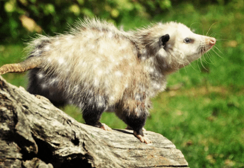 Disco Possum GIFs - Get the best GIF on GIPHY