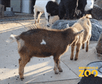 Baby Goat Headbutt Gif