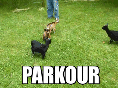 Goat GIFs - Find & Share on GIPHY