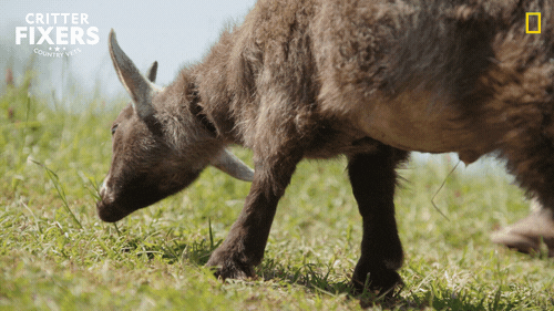 Happy National Geographic GIF by Nat Geo Wild - Find & Share on GIPHY