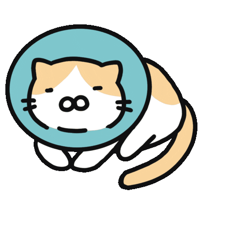 Cat Ignore Sticker for iOS & Android | GIPHY