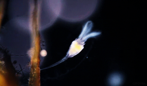rotifer | Tag | PrimoGIF