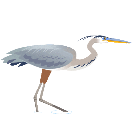 Wading Great Blue Heron Sticker for iOS & Android | GIPHY