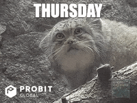 Cat Thursday Meme