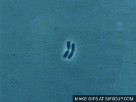 Bacteria GIFs - Find & Share on GIPHY