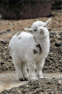 Pygmy Goats Gif