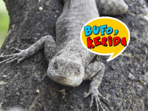 Querida Lagartixa GIF - Find & Share on GIPHY