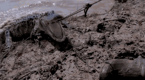 Reaction Gif Gator GIF by Swamp People - Find & Share on GIPHY