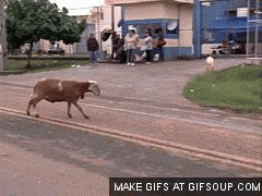 Bode GIFs - Get the best GIF on GIPHY