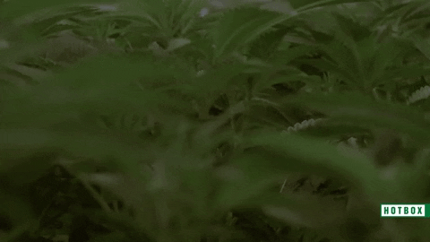 Medizinisches Cannabis GIFs - Find & Share on GIPHY