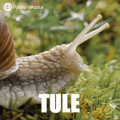 Tule GIFs - Get the best GIF on GIPHY