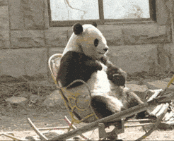 Panda GIFs - Find & Share on GIPHY
