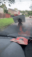 Man-transports-mattress-on-mobility-scooter GIFs - Get the best GIF on ...