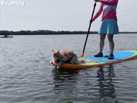 Paddleboarding GIFs - Get the best GIF on GIPHY