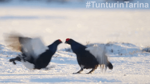 Lintu GIFs - Get the best GIF on GIPHY
