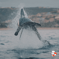 Animated Jaws Gif