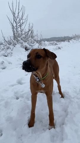 Dog Winter GIFs - Get the best GIF on GIPHY