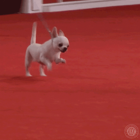 2020 AKC National Championship by American Kennel Club | GIPHY