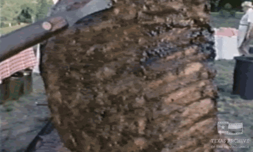 Texas-barbecue GIFs - Get the best GIF on GIPHY