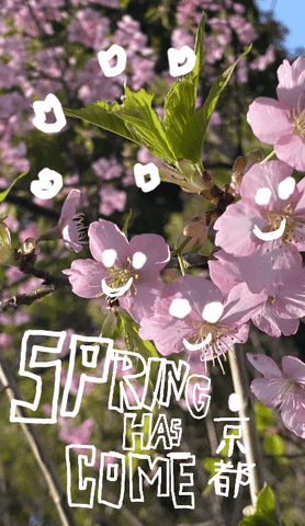 Kyoto-sakura GIFs - Get the best GIF on GIPHY