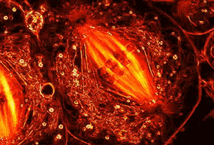 Meiosis GIFs - Get the best GIF on GIPHY