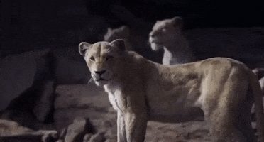 Lion King Yeet GIFs - Find & Share on GIPHY