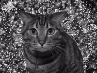 Hyper Cat Gif